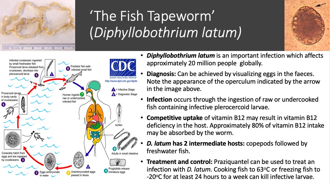Diphyllobothrium Latum Larvae