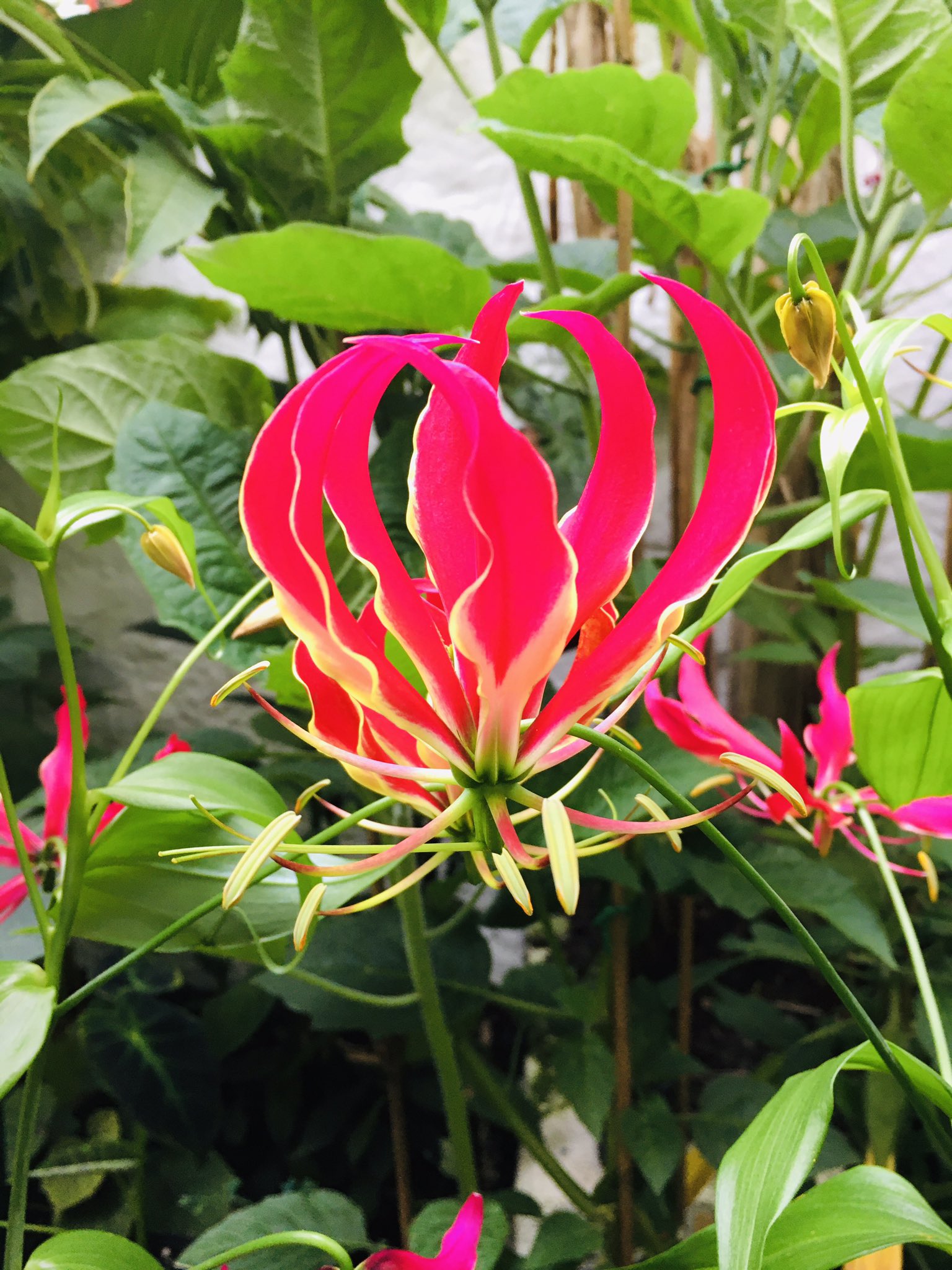 National Flower Zimbabwe