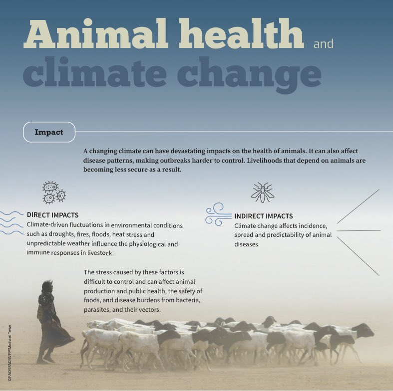Sara Place on Twitter: "New resource from UN FAO on animal health ...