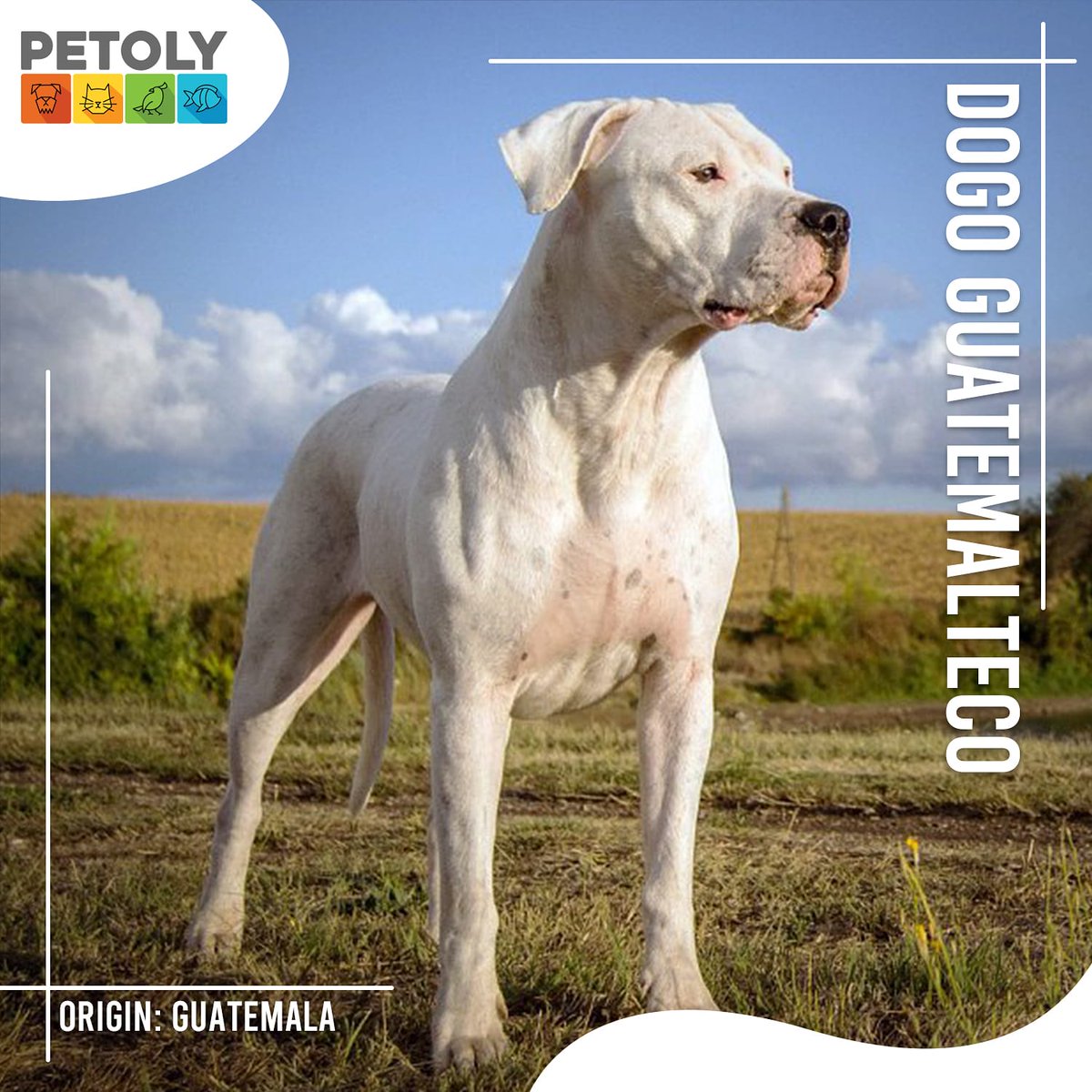 What Color Are Dogo Guatemalteco Dogs