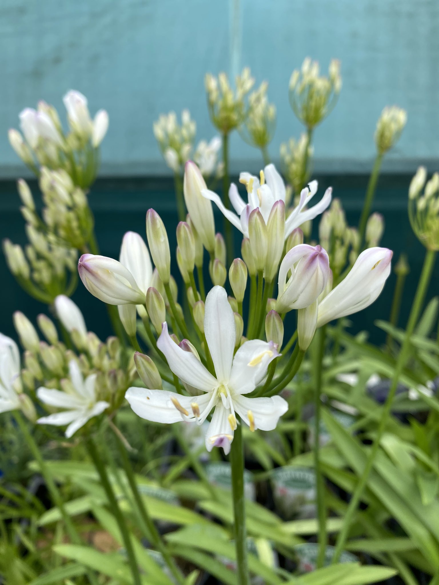 Agapanthus Pink