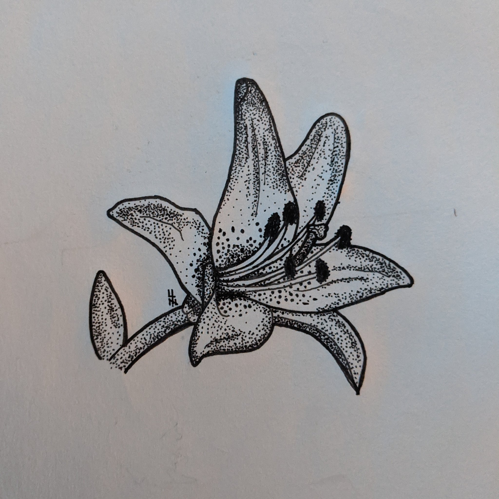 Pencil Drawings Of Tiger Lilies