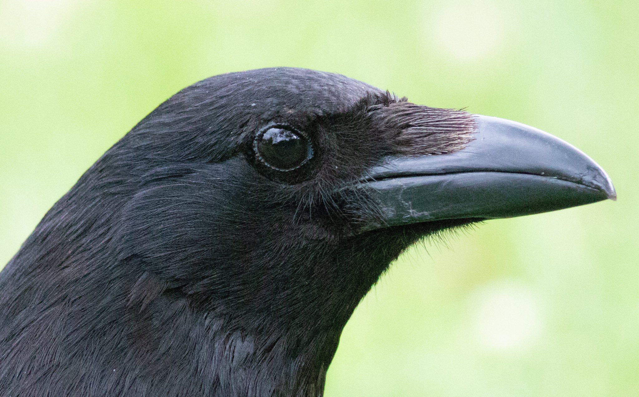 The Crow Face