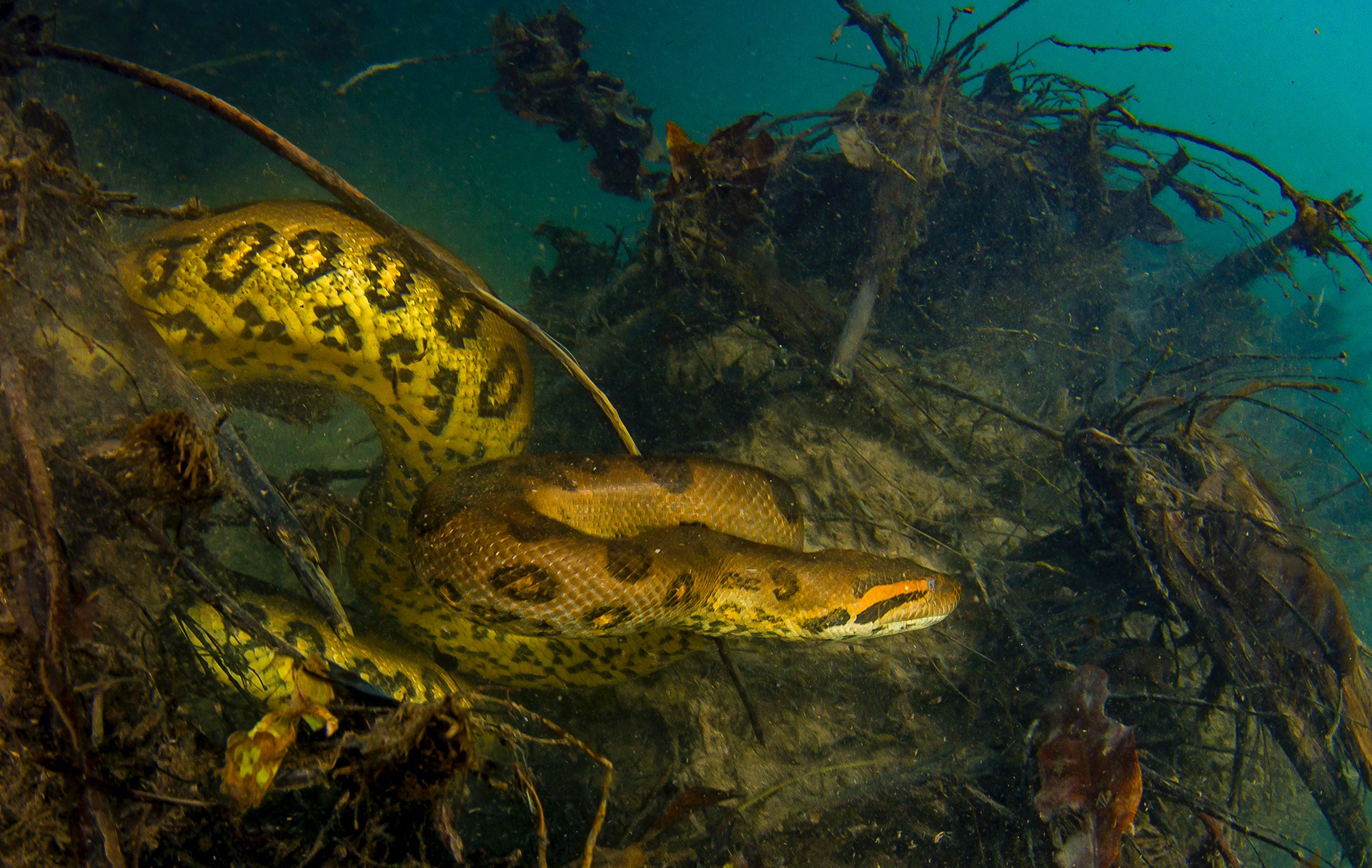 Giant Green Anaconda Underwater