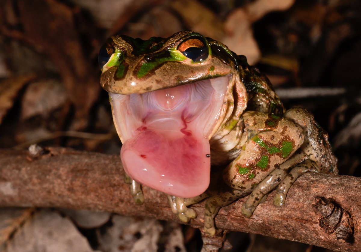 Tree Frog Tongue