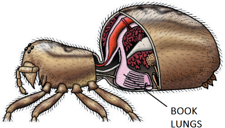 Spider Book Lungs