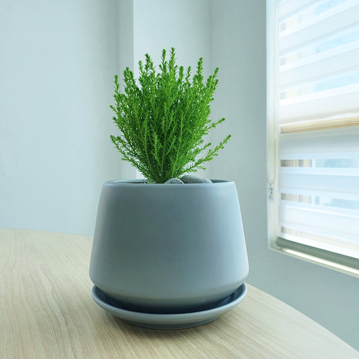 ((🌻)) . 𝐍𝐜 ⁷⁰⁷ . (@Nc7O7) | Twitter