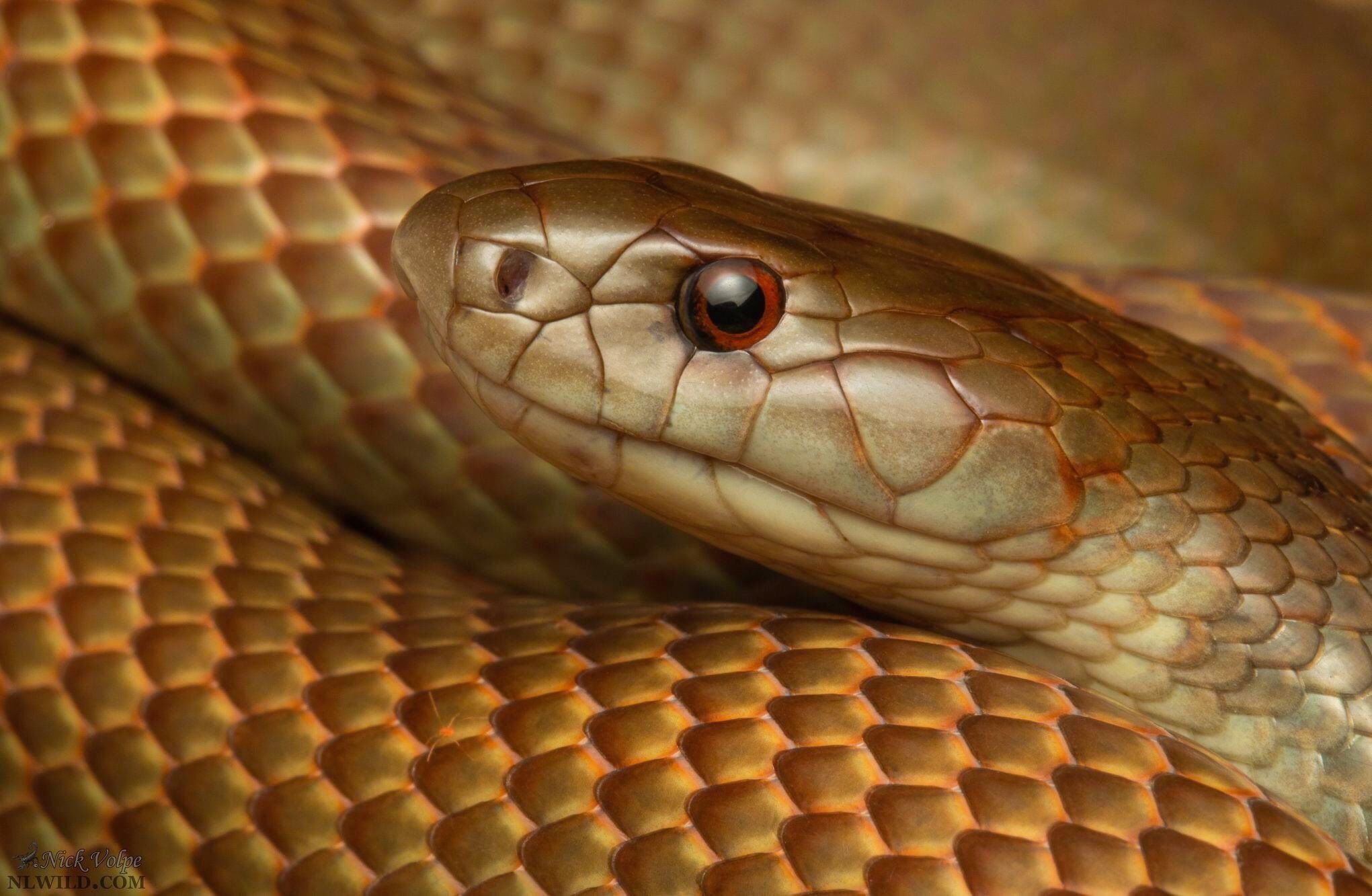 King Brown Snake