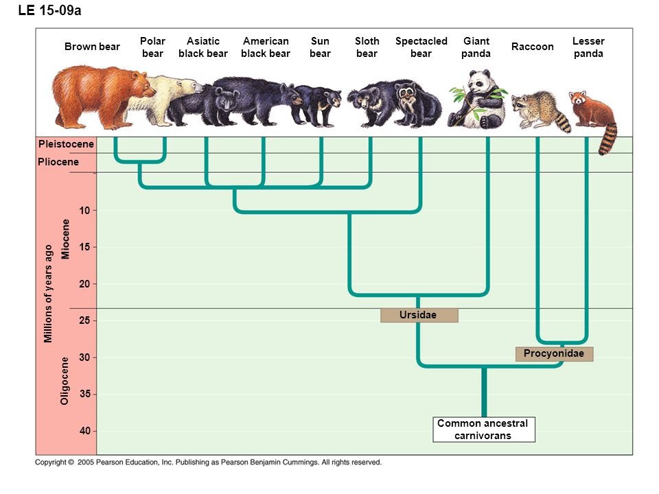 Ursidae Evolution Siberia - Wikipedia