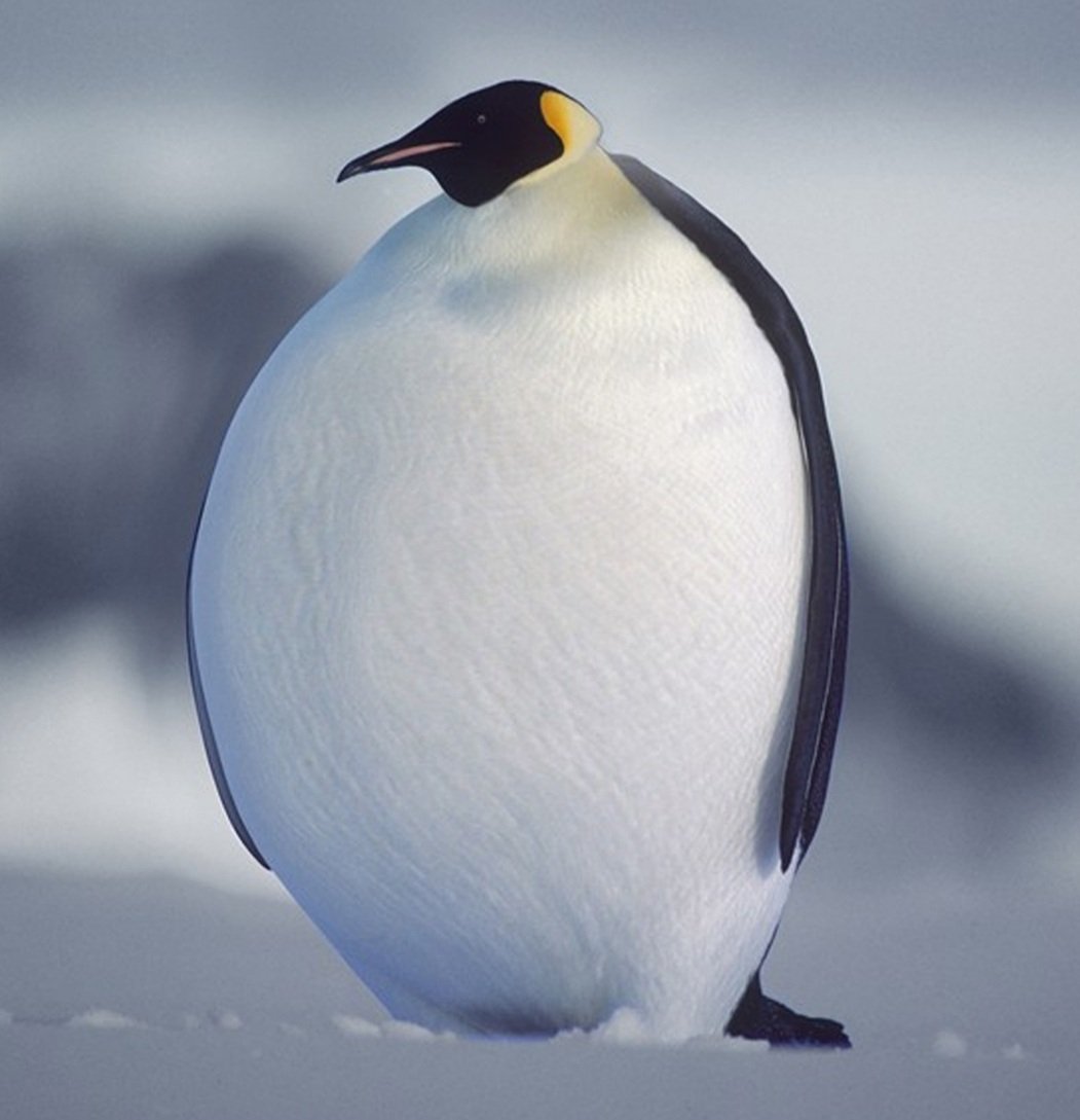 Fat Penguin