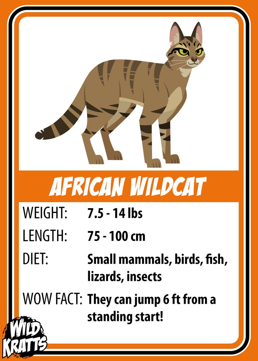 African Wildcat Wild Kratts Wiki Fandom, 55% OFF