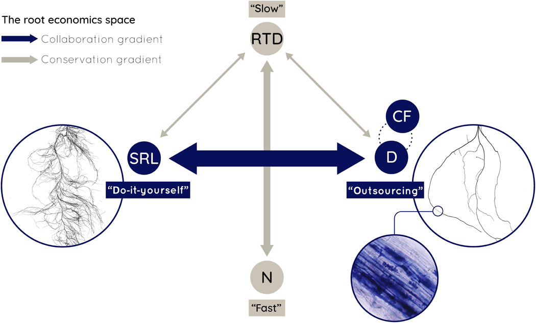 The “economics” of plant root development are largely driven by whether ...
