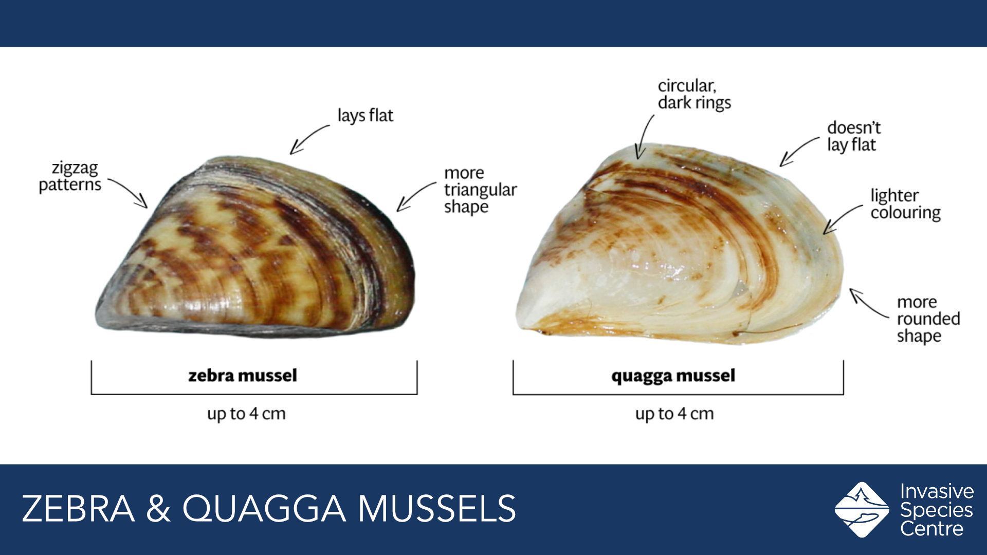 Mussel Identification
