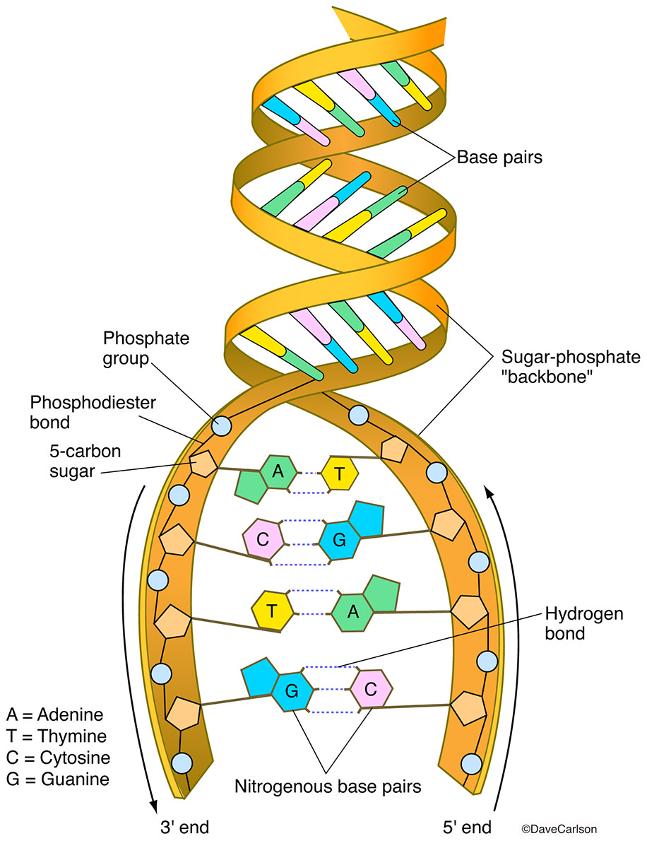 تركيب DNA ️DNA has two strands ️The backbone of DNA is phosphate ...