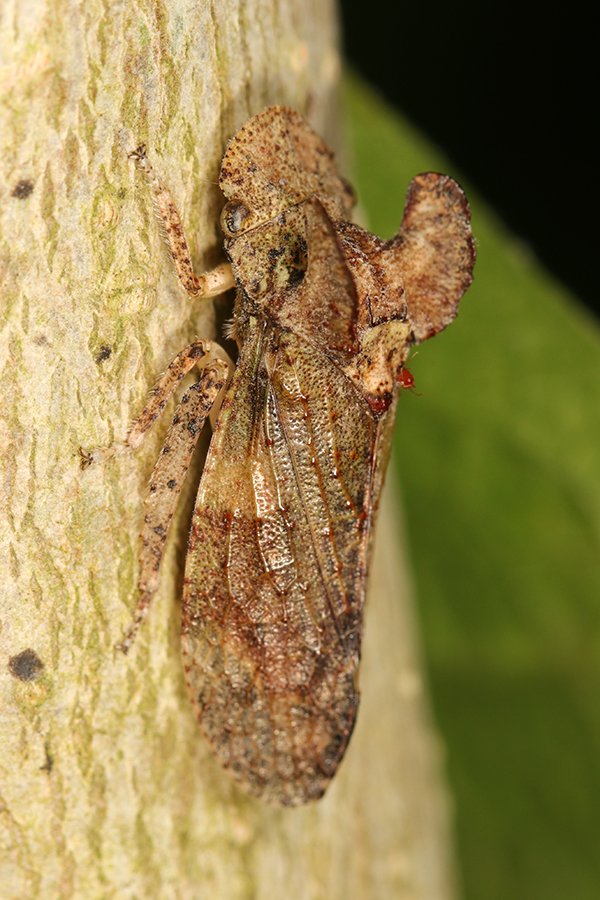 箕面公園昆虫館 on Twitter: "今日見つけたミミズク（Ledra auditura）とたぶんオオヒシウンカ（Oliarus subnubilus）。どっちも面白い顔をしていますね ...