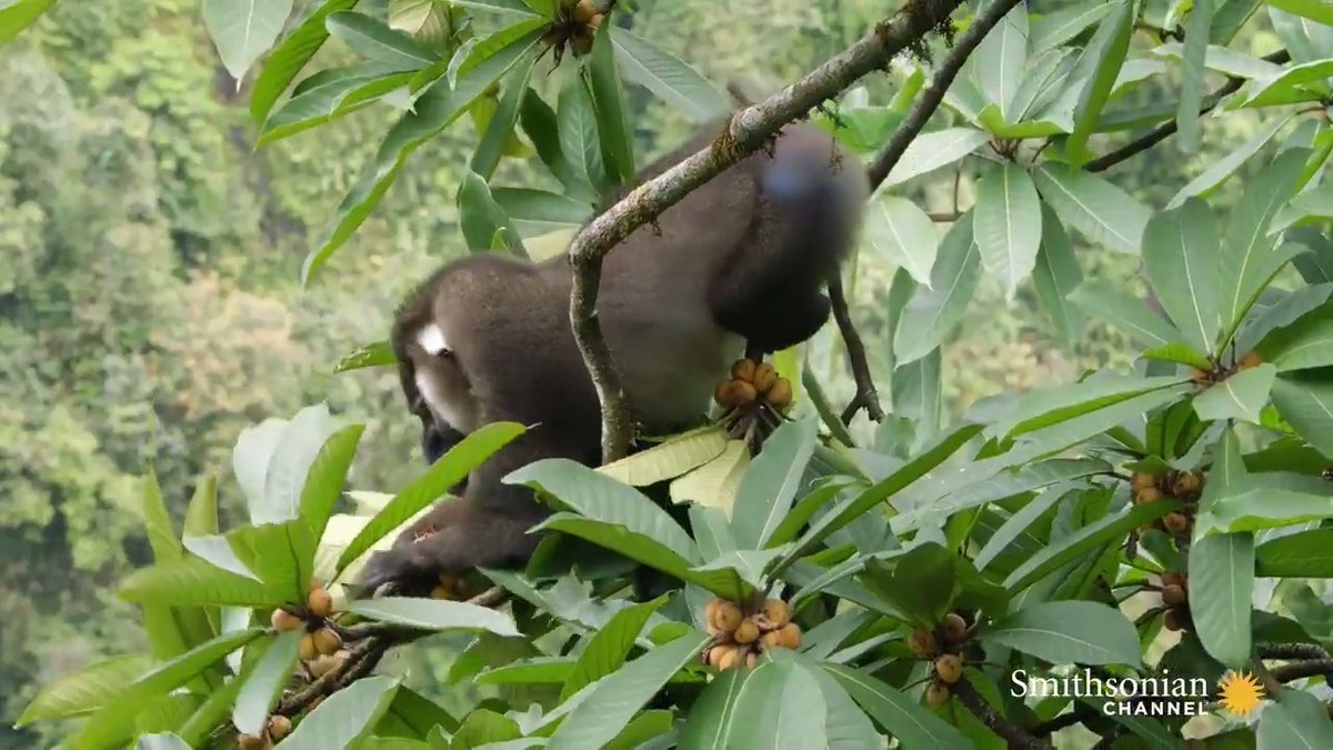 The island of Bioko is home to several rare species, including the ...