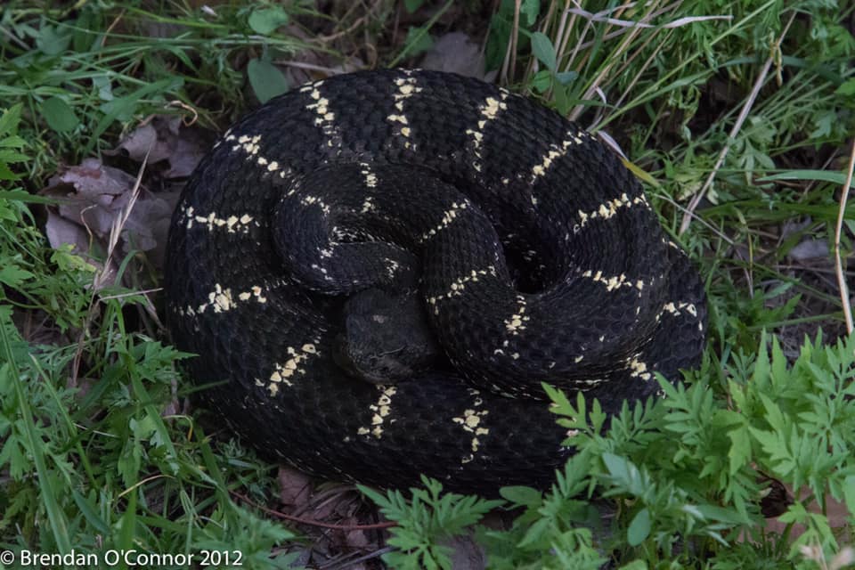 Crotalus Cerberus