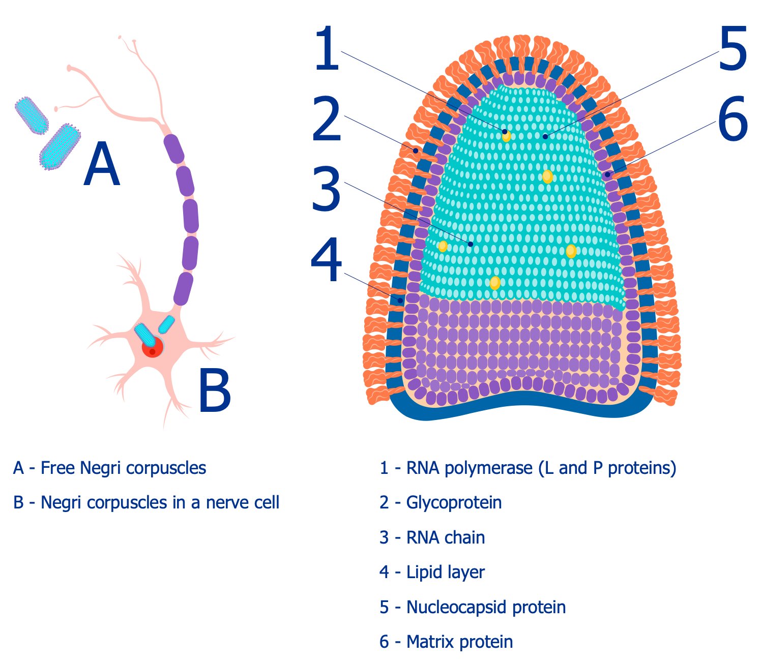 Rabies Virus Diagram