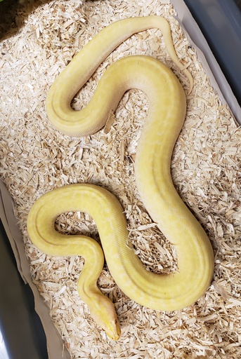 Granite Burmese Python