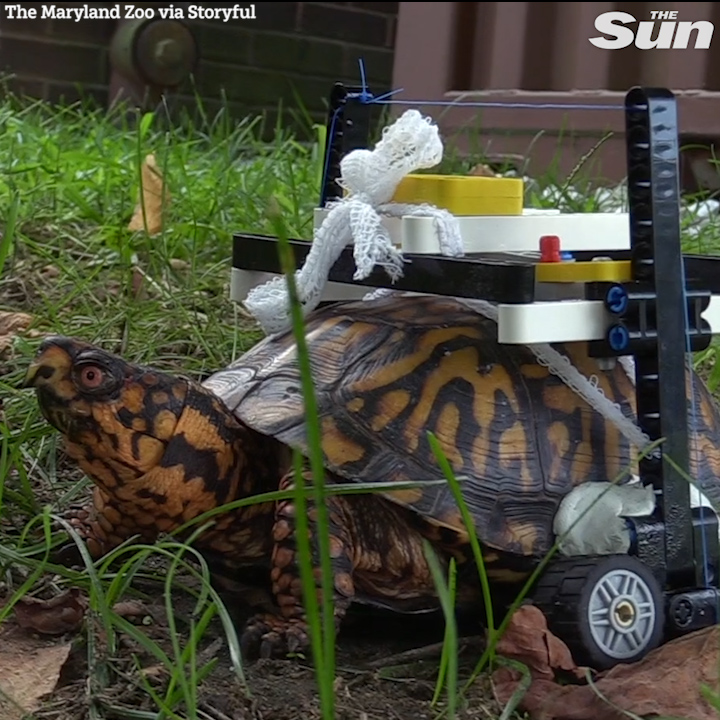 Turtle is able to walk with ease again thanks to a Lego wheelchair ...