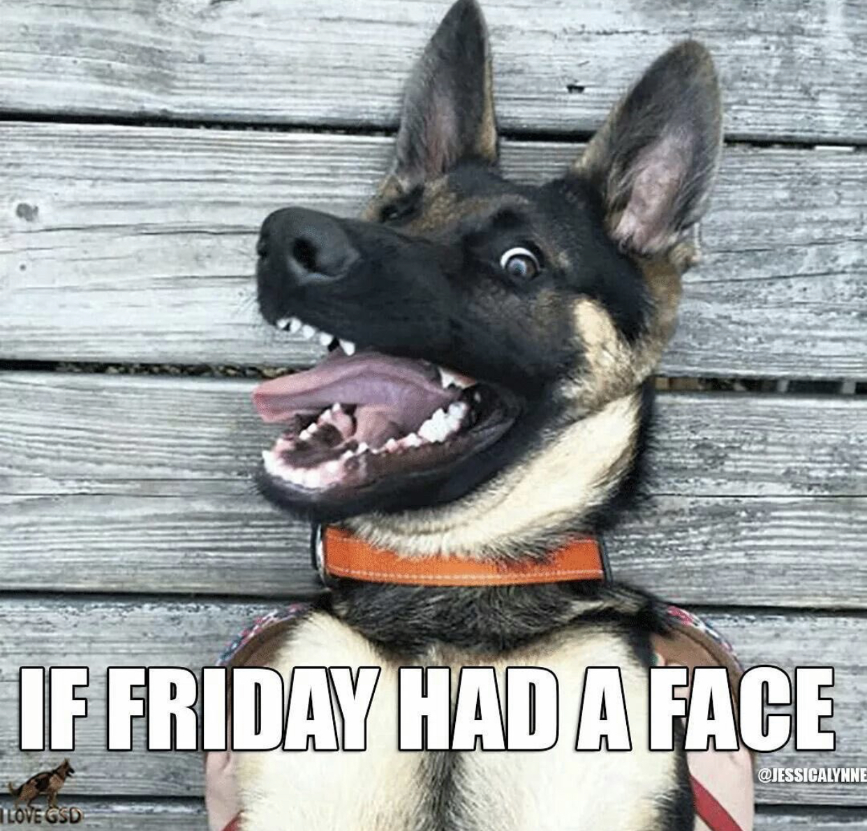Happy Friday Funny Dog