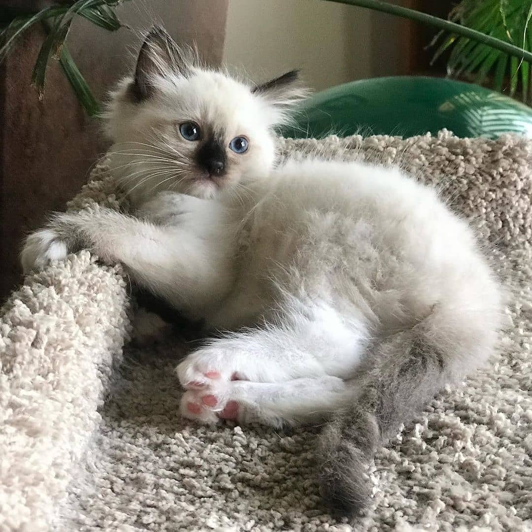 Too Cute Ragdoll Kittens