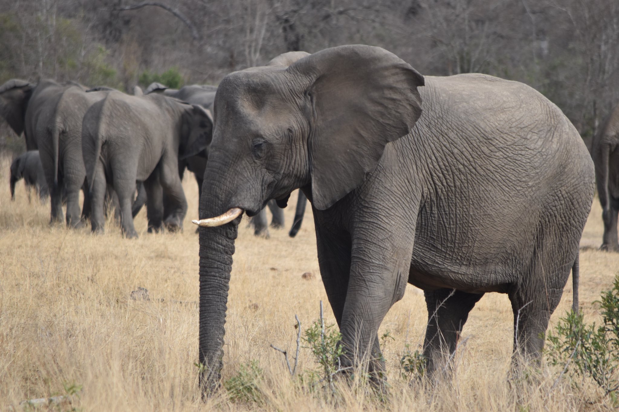 African Elephant Ears