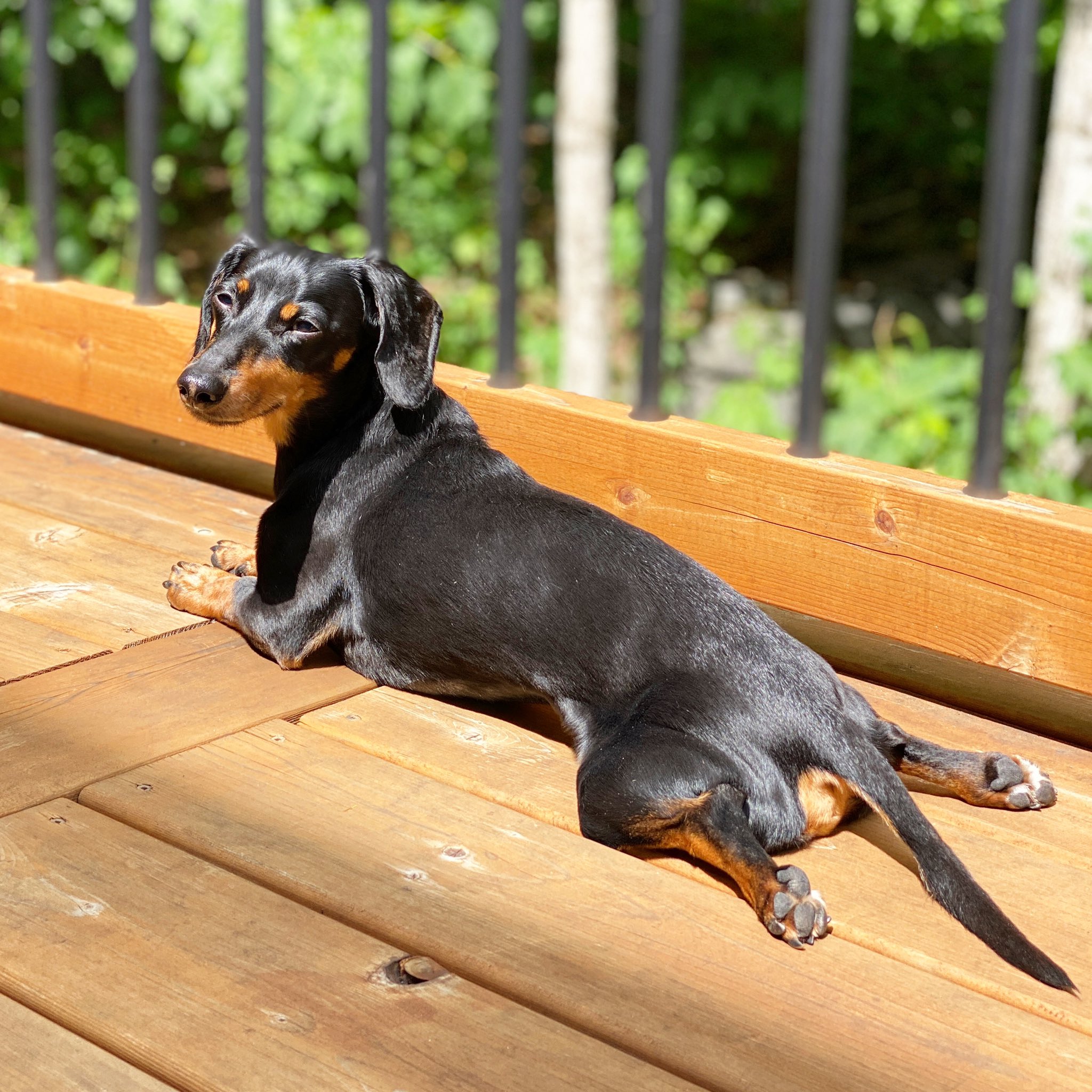 Miniature Pinscher Dachshund Mix