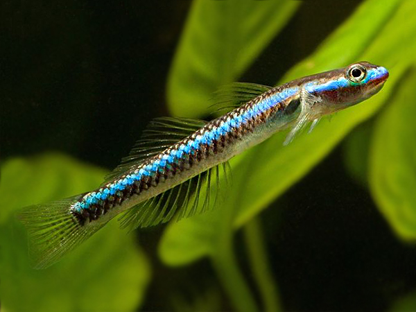 Freshwater Neon Goby