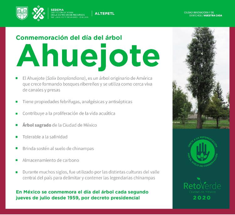 ¿Qué sabes acerca del ahuejote? En el marco del DíaDelÁrbol te ...