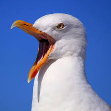 Man High On Drugs Ends Up Getting Arrested After Biting A Seagull Who ...