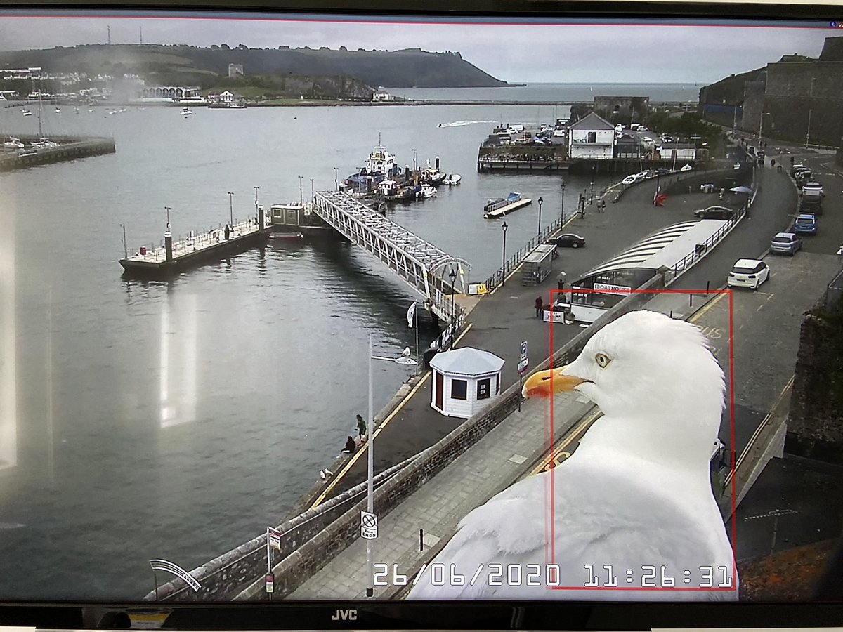 Man High On Drugs Ends Up Getting Arrested After Biting A Seagull Who ...