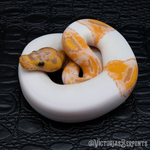 MorphMarket on Twitter: "Banana Clown Pied 50% Het Hypo (Pos Blade) Female Ball Python by ...