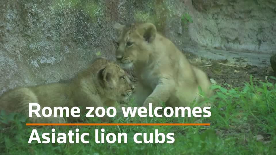ICYMI: The Bioparco zoo in Rome welcomed two Asiatic lion cubs. The ...