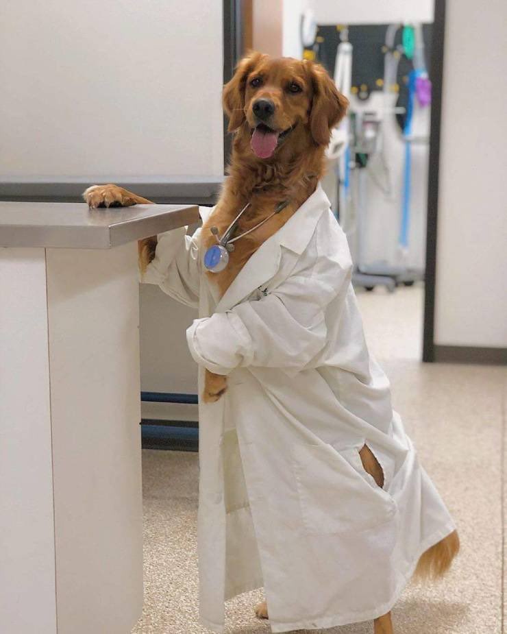 Dog Lab Coat Memes