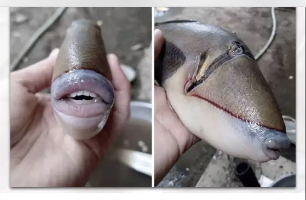 Triggerfish Teeth