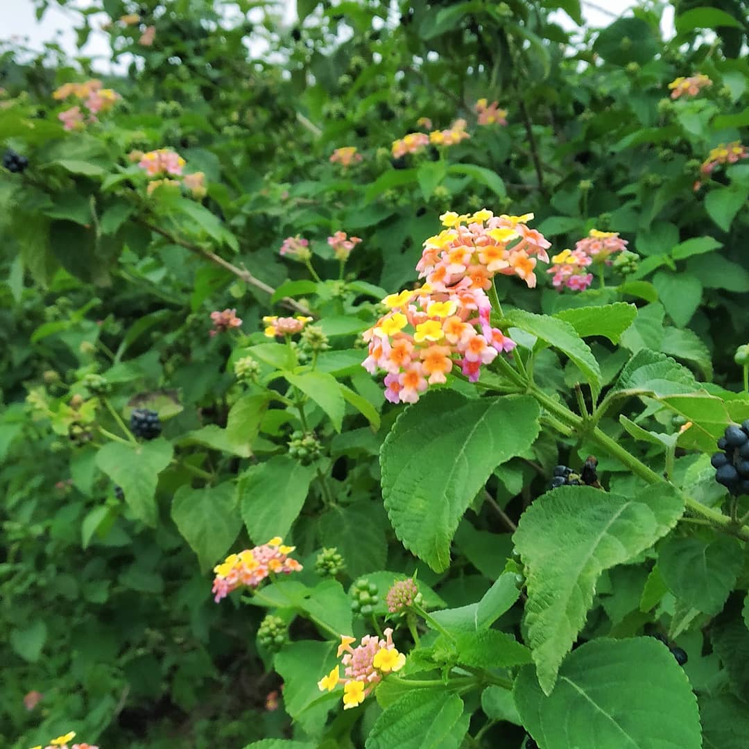 Ghaneri Plant | informacionpublica.svet.gob.gt