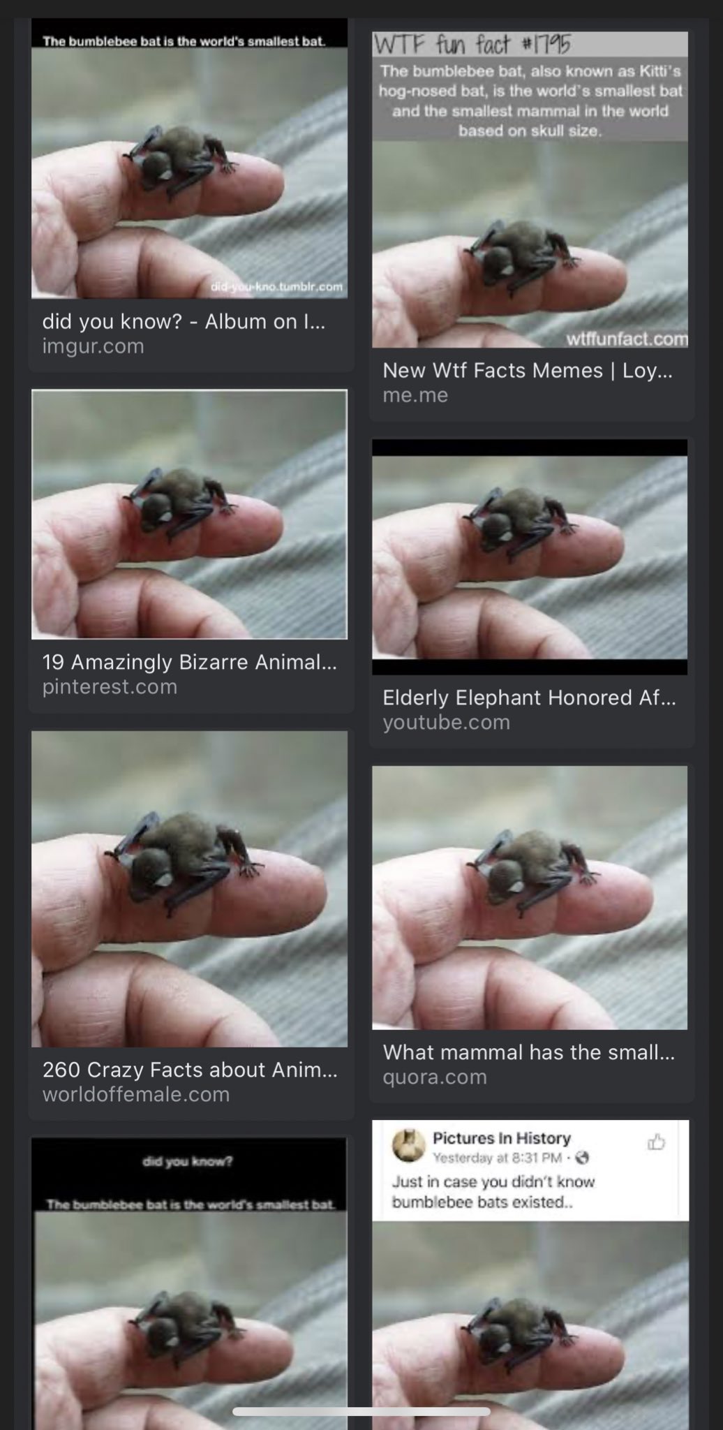 Bumblebee Bat