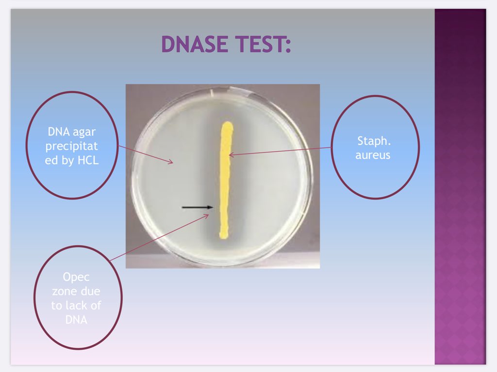 #Bacteriology #cls437 - Thread from B a t c h 4 3 7 @clss437 - Rattibha