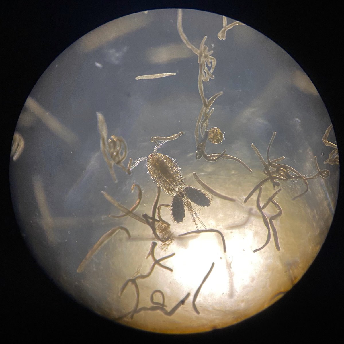 Water Under Microscope