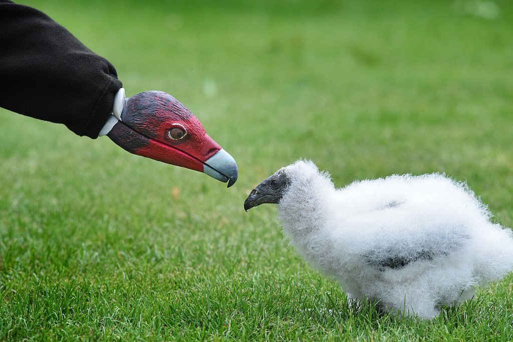 Turkey Vulture Chick