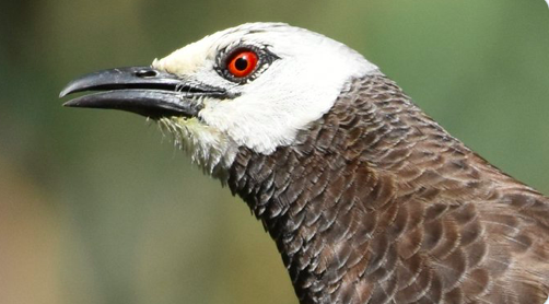 Beautiful Eritrea has over 850 species of birds ️🇪🇷 : Eritrea