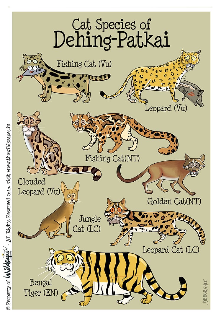 Wild Cat Species Chart