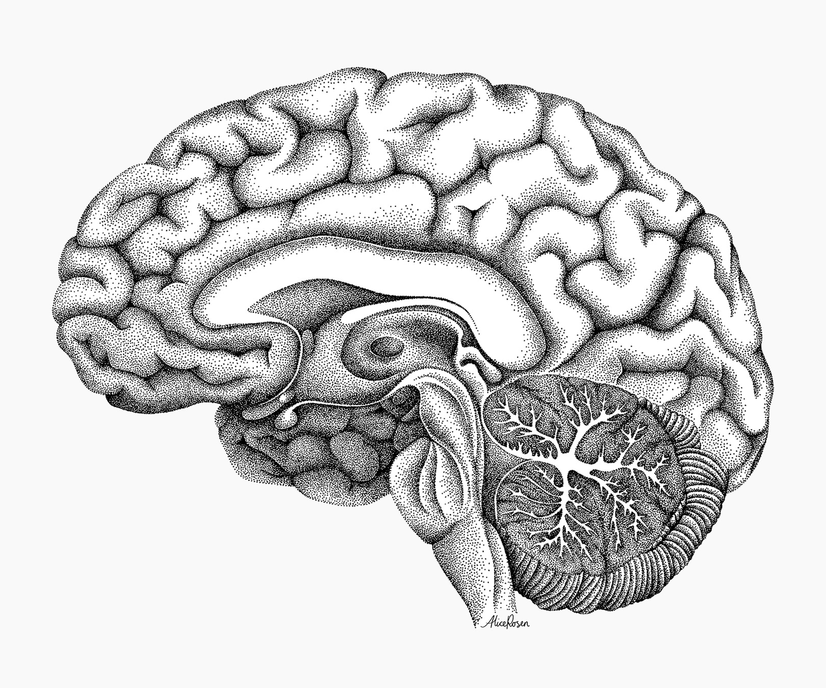 Brain Diagram Blank