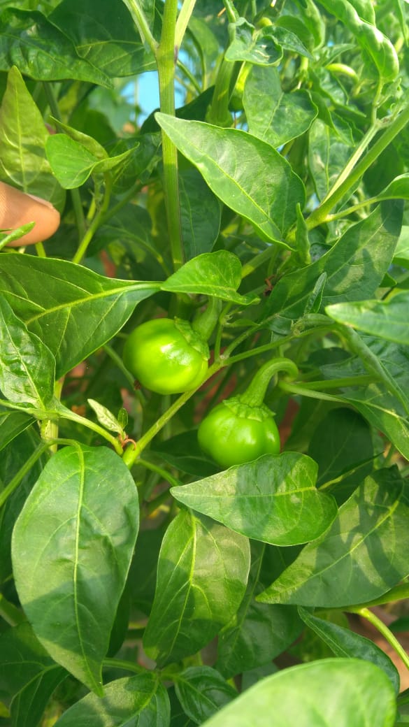 SS Study Point (@SSStudyPoint2) | Twitter