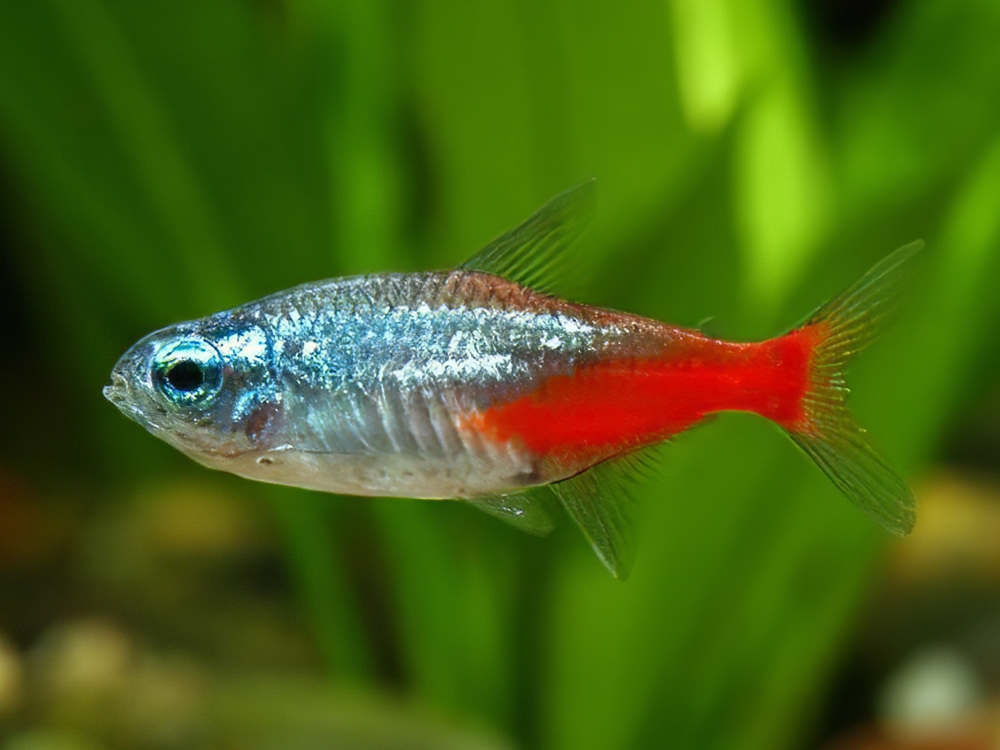 Diamond Neon Tetra