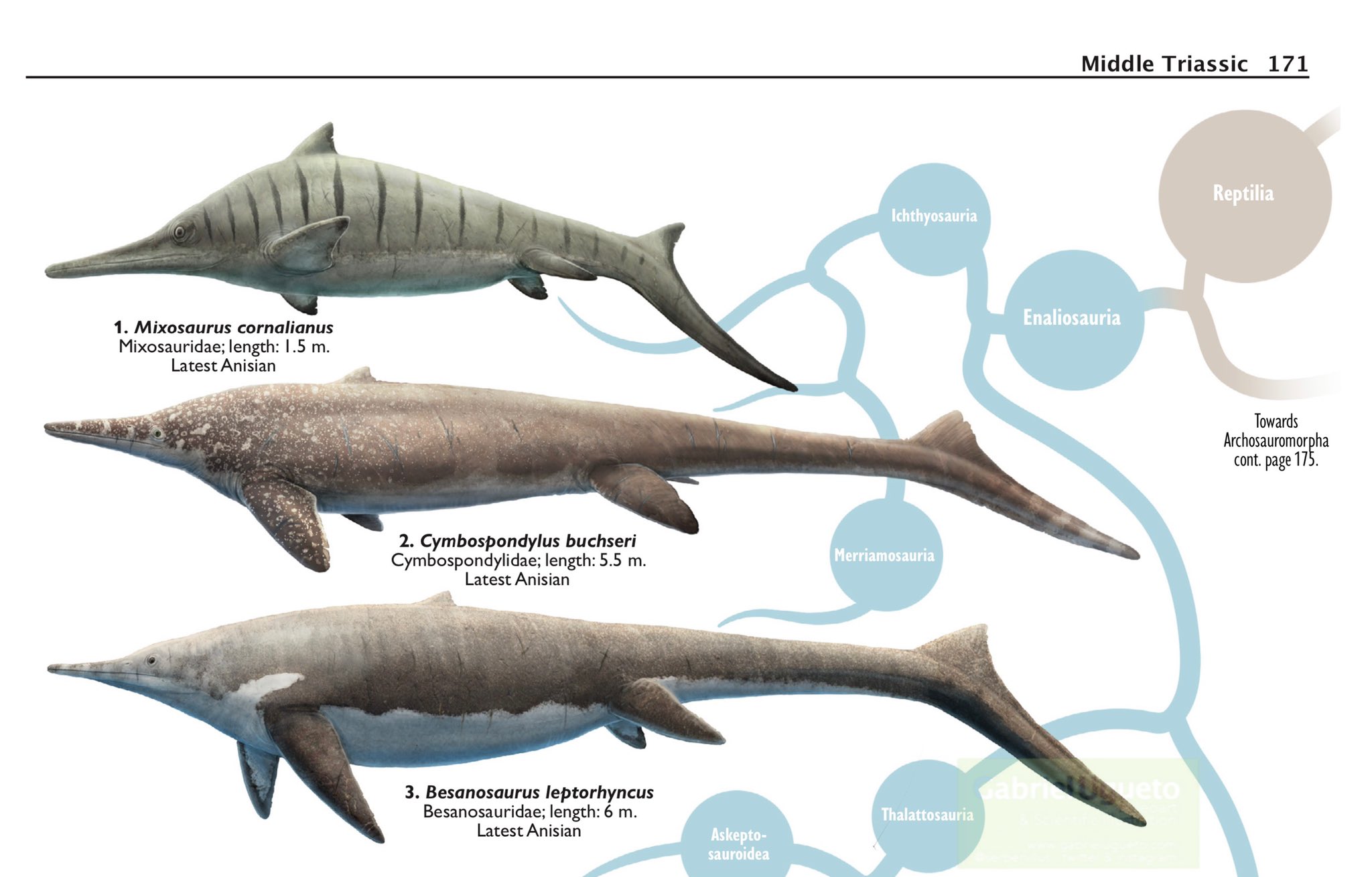 Ichthyosaur Size Ancient Sea Monster Ichthyosaur Skeletons | MY