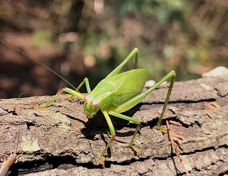 flotante Pequeño satélite grillo chileno Diacrítico Amabilidad Elegancia