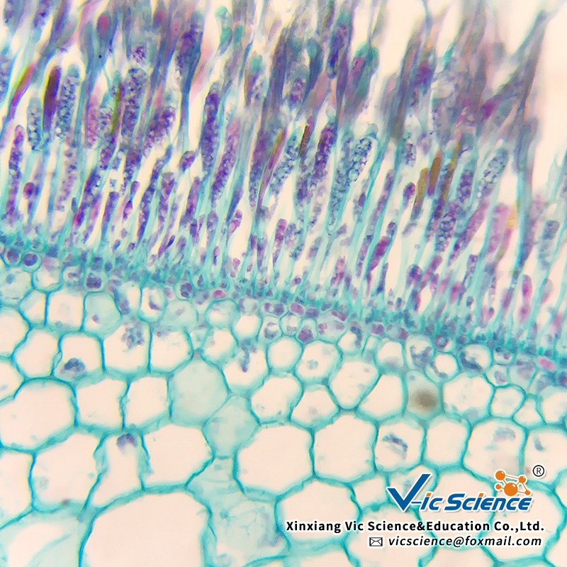 Laminaria Microscope