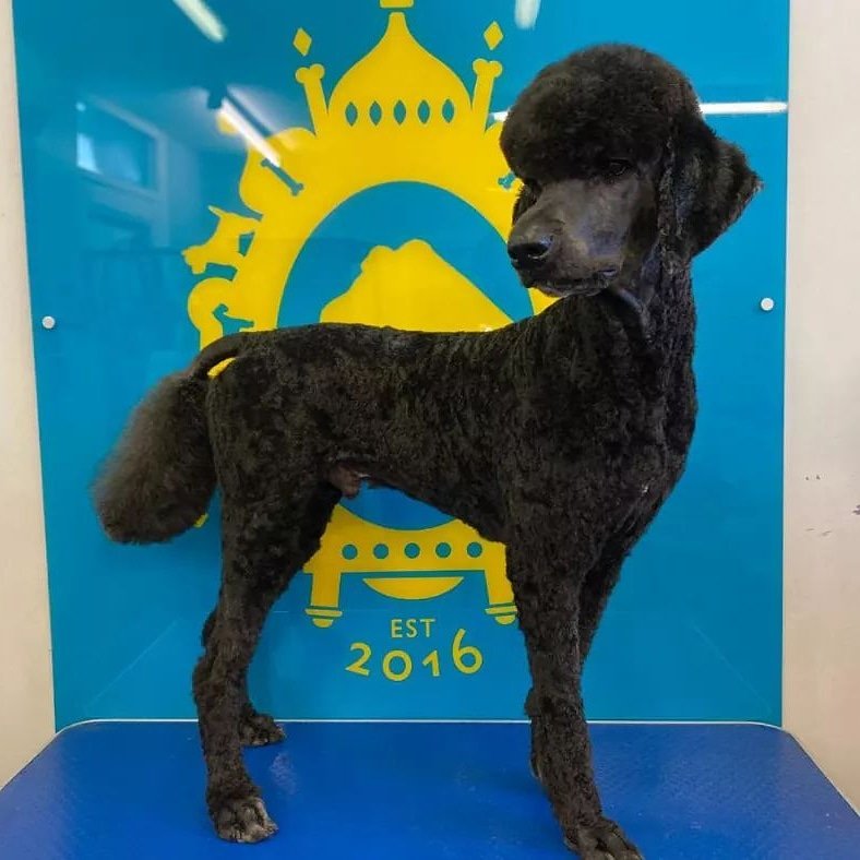 Standard Poodle German Cuts
